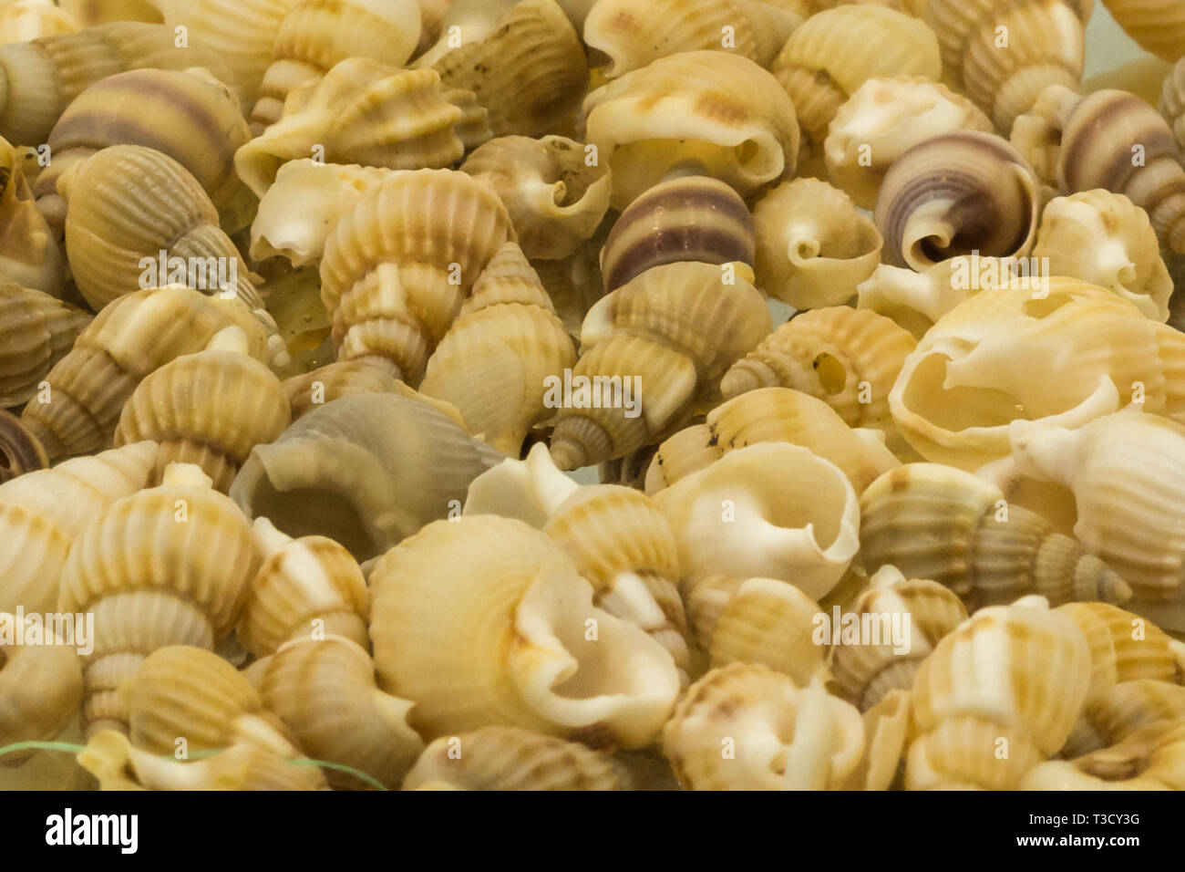 Tiny shells hi-res stock photography and images - Alamy