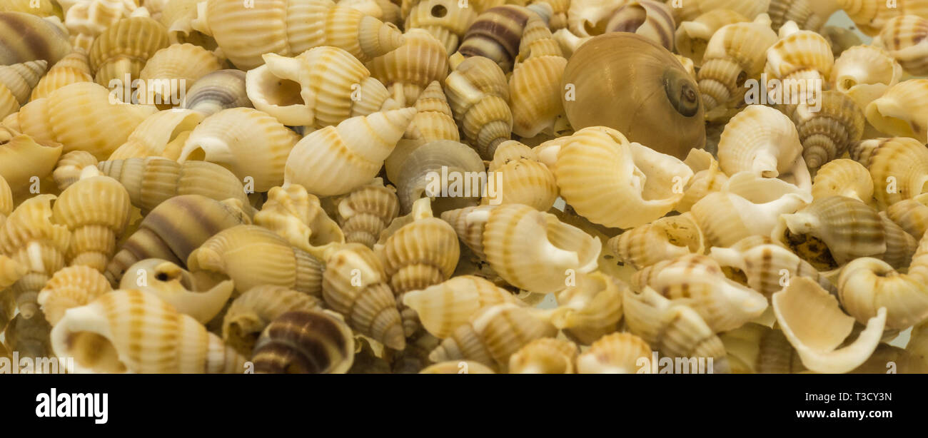 Tine little sea shells Stock Photo - Alamy