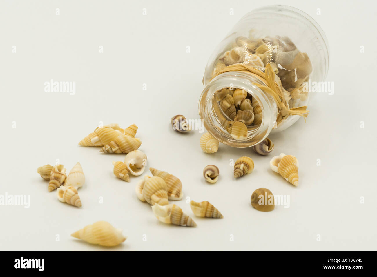 Tine little sea shells Stock Photo - Alamy