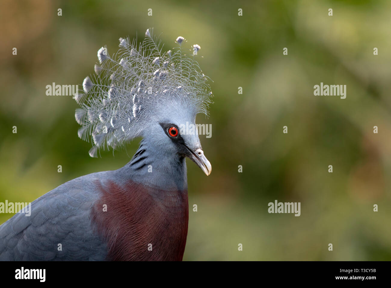 Victoria Crowned Pigeon facing camera Stock Photo - Alamy