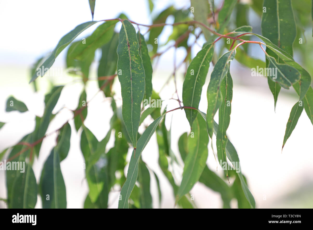 Sydney red gum hi-res stock photography and images - Alamy