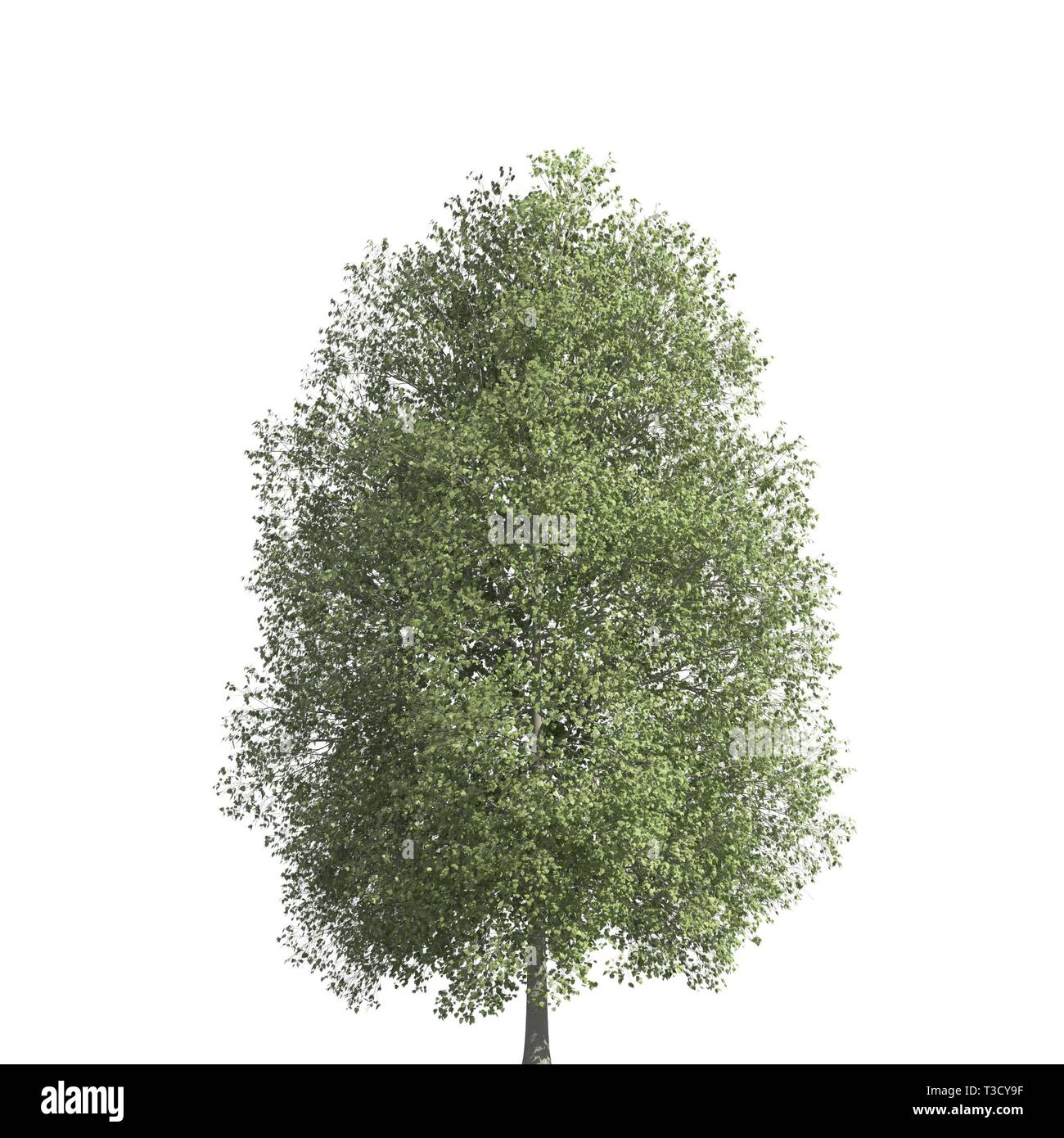 Tree 3d illustration isolated on the white background Stock Photo - Alamy