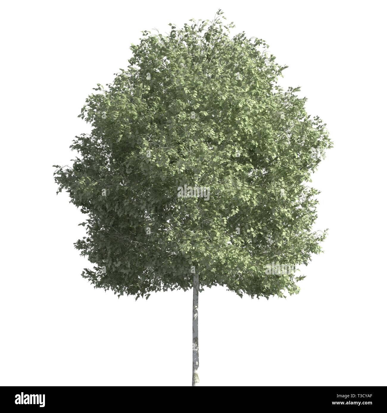 Tree 3d illustration isolated on the white background Stock Photo - Alamy