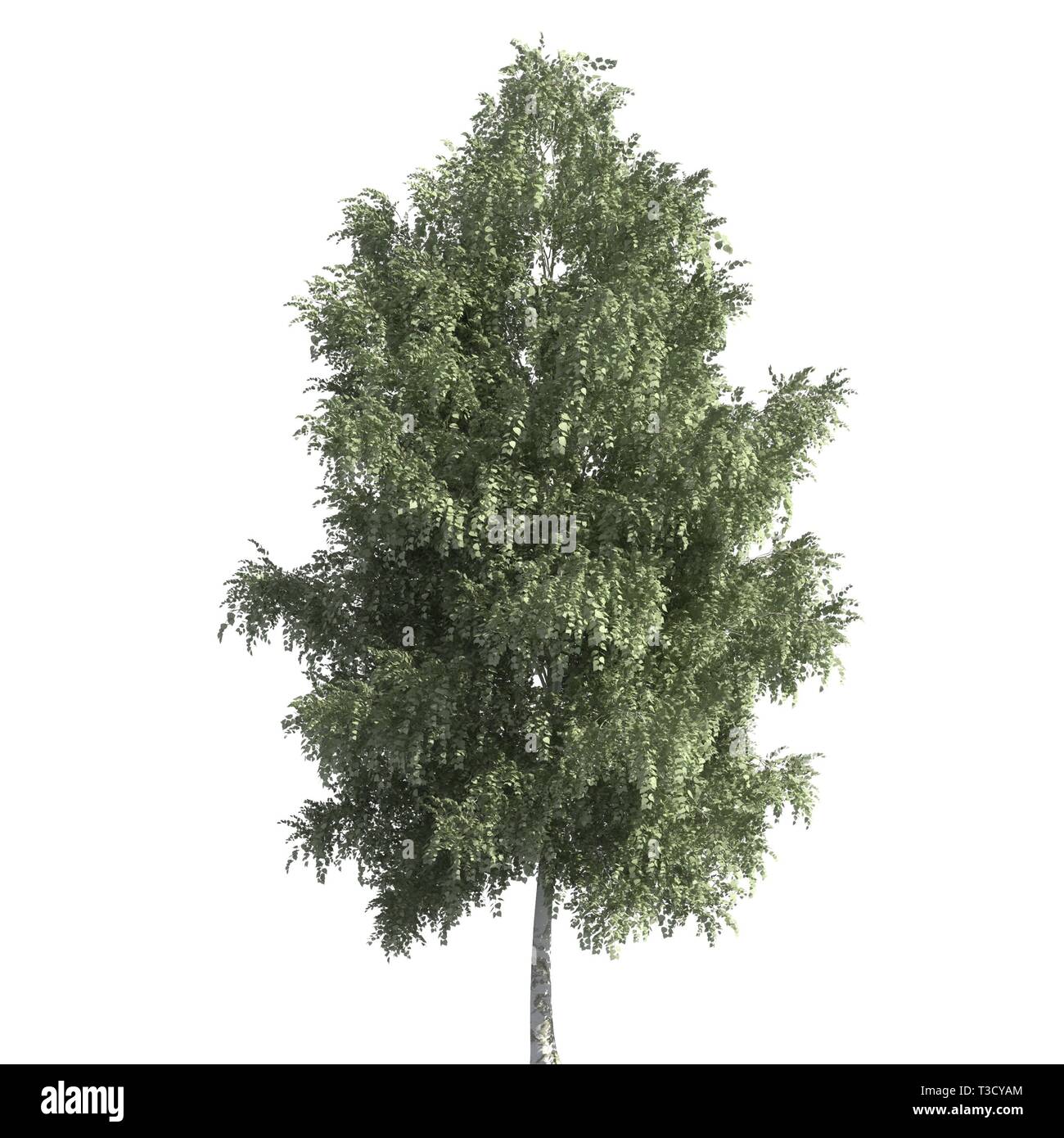Tree 3d illustration isolated on the white background Stock Photo - Alamy