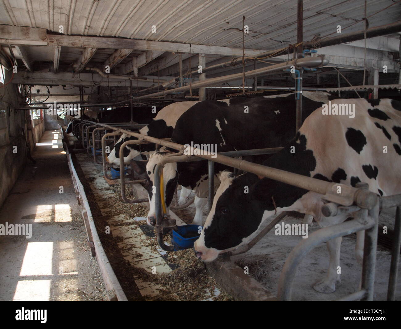 Pennsylvania Amish High Resolution Stock Photography and Images - Alamy