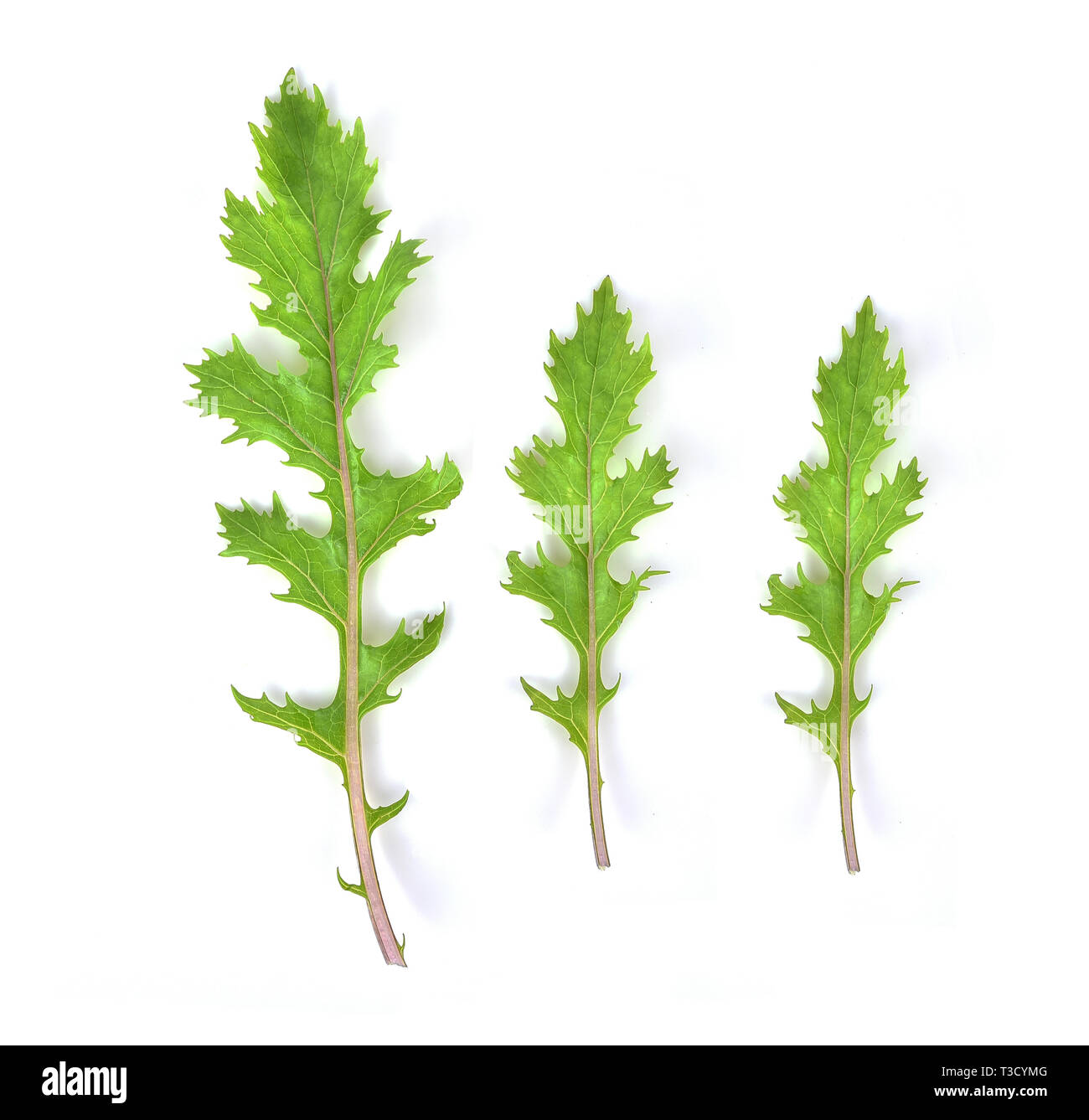 Terminalia chebula hi-res stock photography and images - Alamy