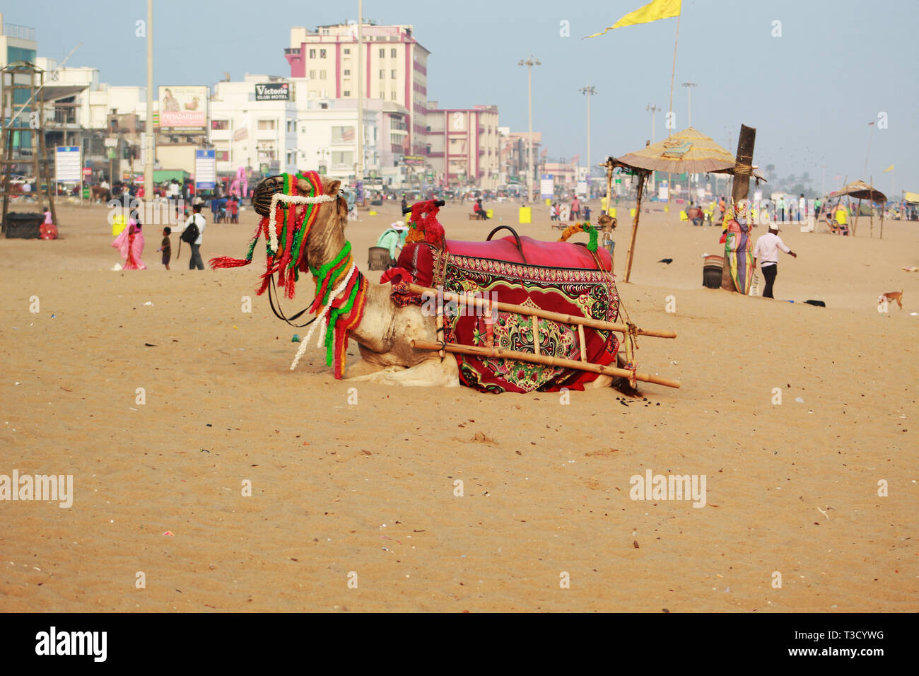 Camel sleeping hi-res stock photography and images - Alamy