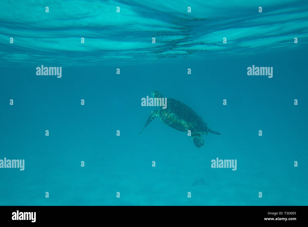 Akumal beach turtles in Riviera Maya of Mayan Mexico Stock Photo - Alamy