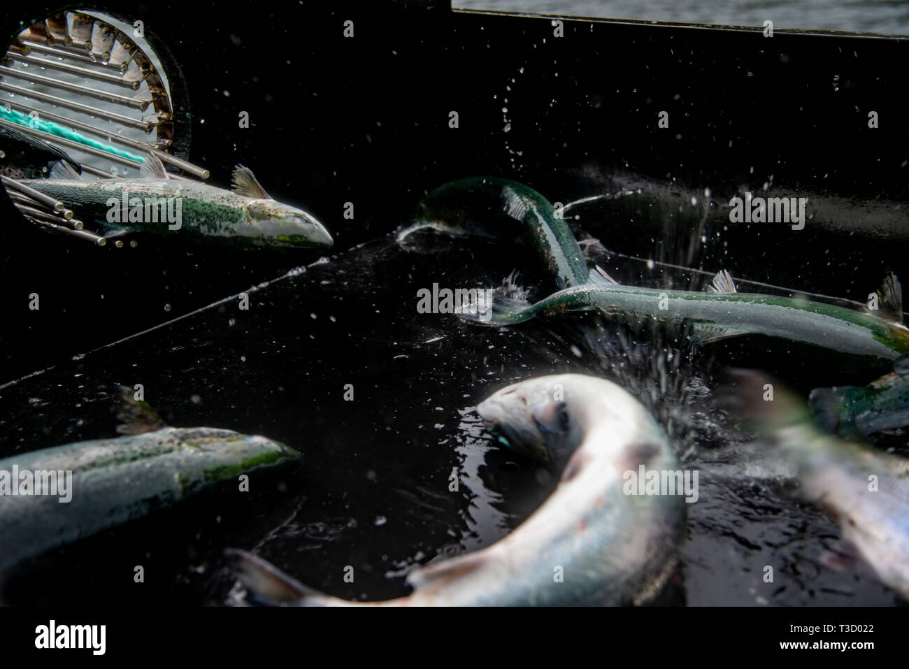 Fish farming salmon scotland hi-res stock photography and images - Alamy