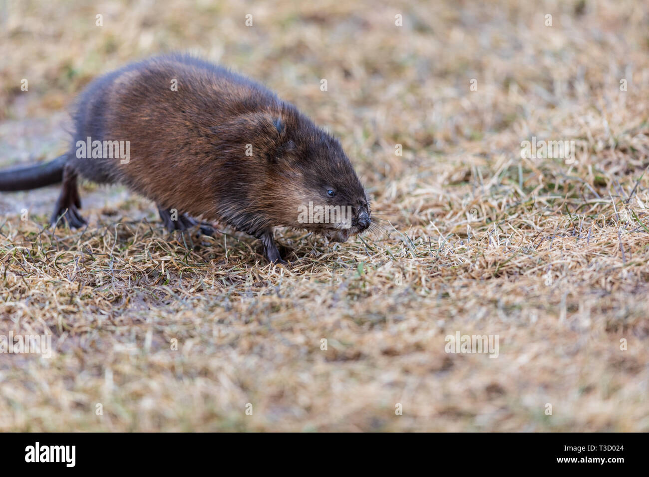 Muskrat in wisconsin hi-res stock photography and images - Alamy