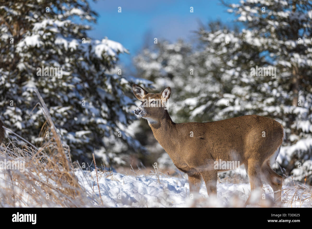 White-tailed doe standing in the winter snow Stock Photo - Alamy