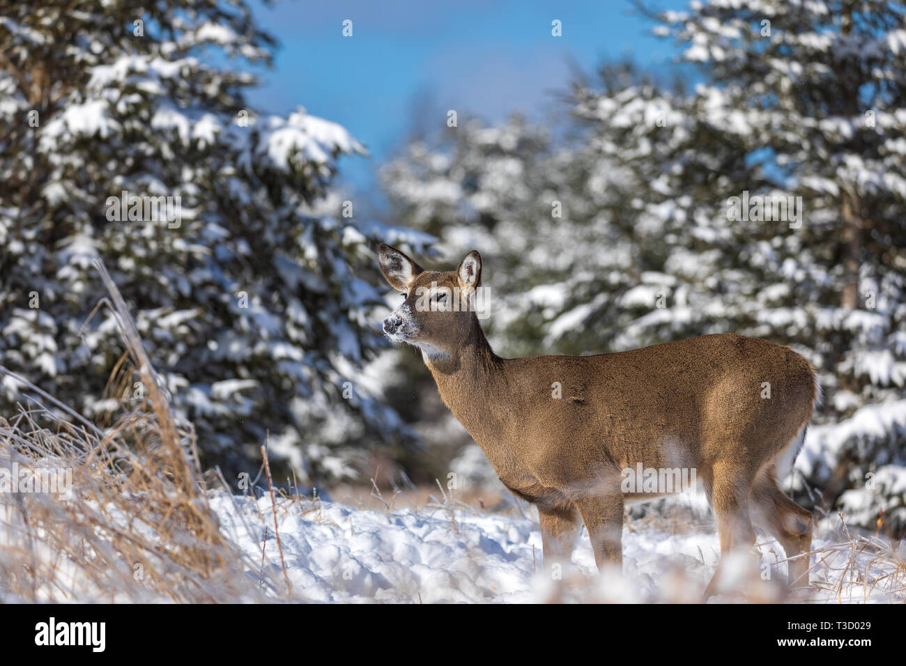 White-tailed doe standing in the winter snow Stock Photo - Alamy