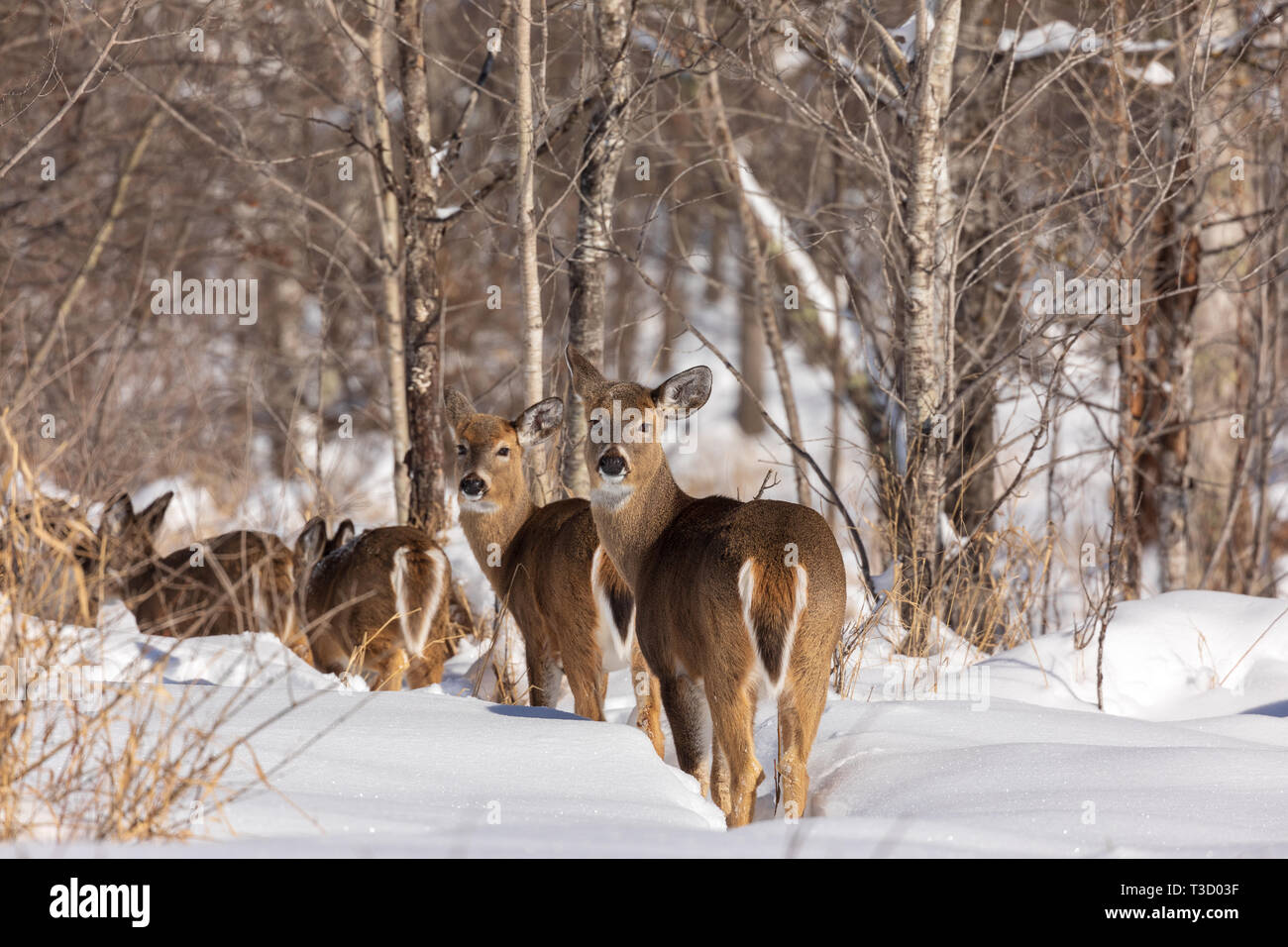 White-tailed deer traveling an animal trail in the winter snow of ...