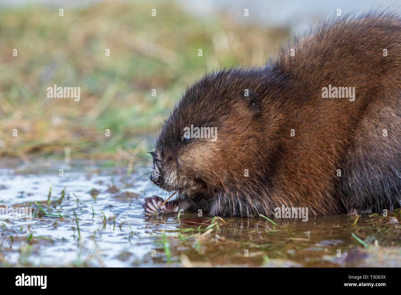 Muskrat on an April day in northern Wisconsin Stock Photo - Alamy
