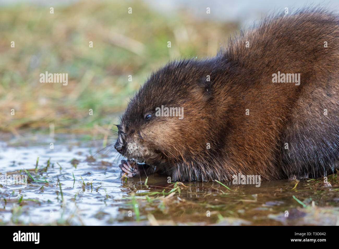 Wisconsin muskrat hi-res stock photography and images - Alamy