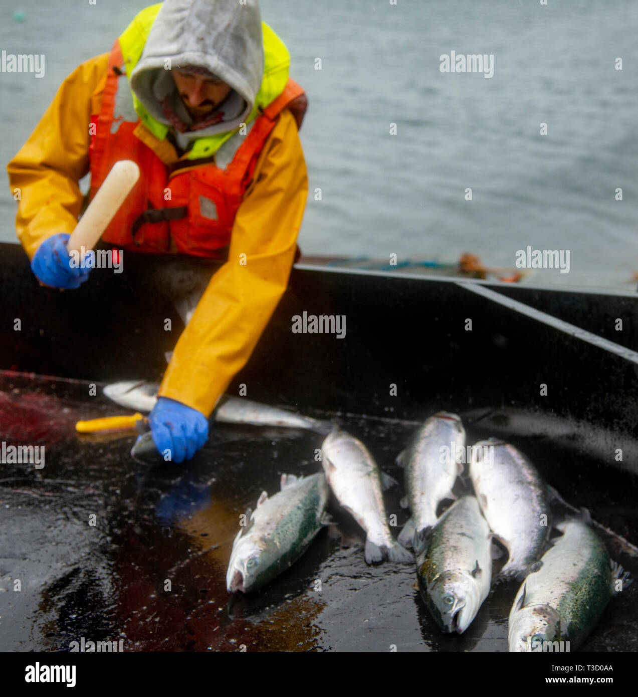Worker dispatching Salmon on a Fish Farm, Scotland, UK Stock Photo - Alamy