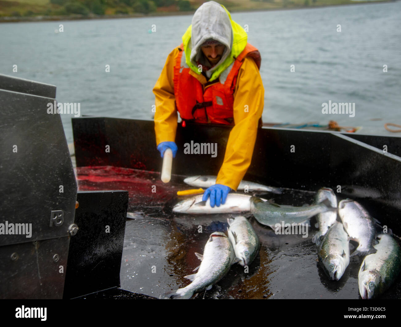 Worker dispatching Salmon on a Fish Farm, Scotland, UK Stock Photo - Alamy