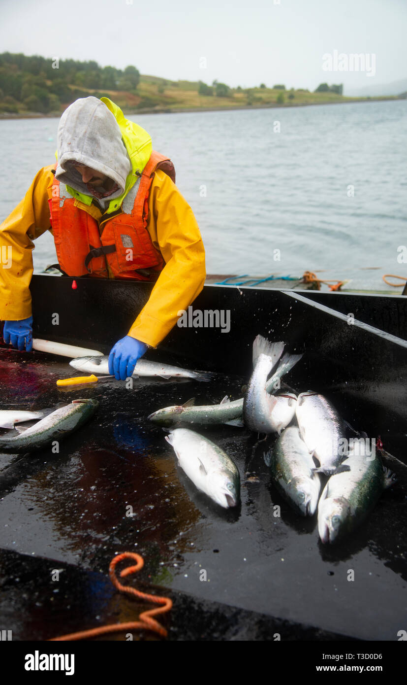 Worker dispatching Salmon on a Fish Farm, Scotland, UK Stock Photo - Alamy