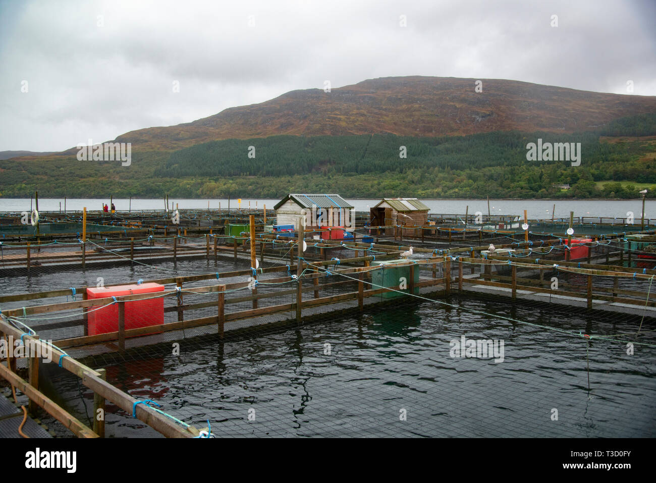 Farmed Salmon High Resolution Stock Photography and Images - Alamy