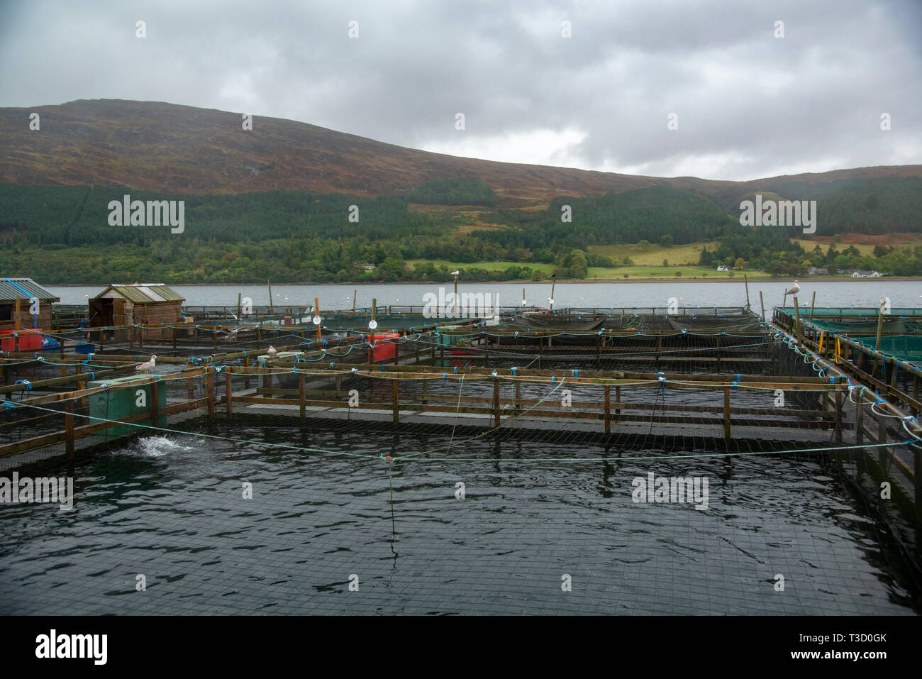 Salmon Fish Farm at Sea, Scotland, UK Stock Photo - Alamy