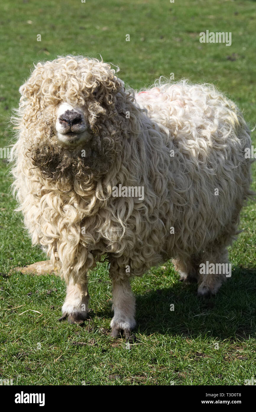 Greyface hi-res stock photography and images - Alamy