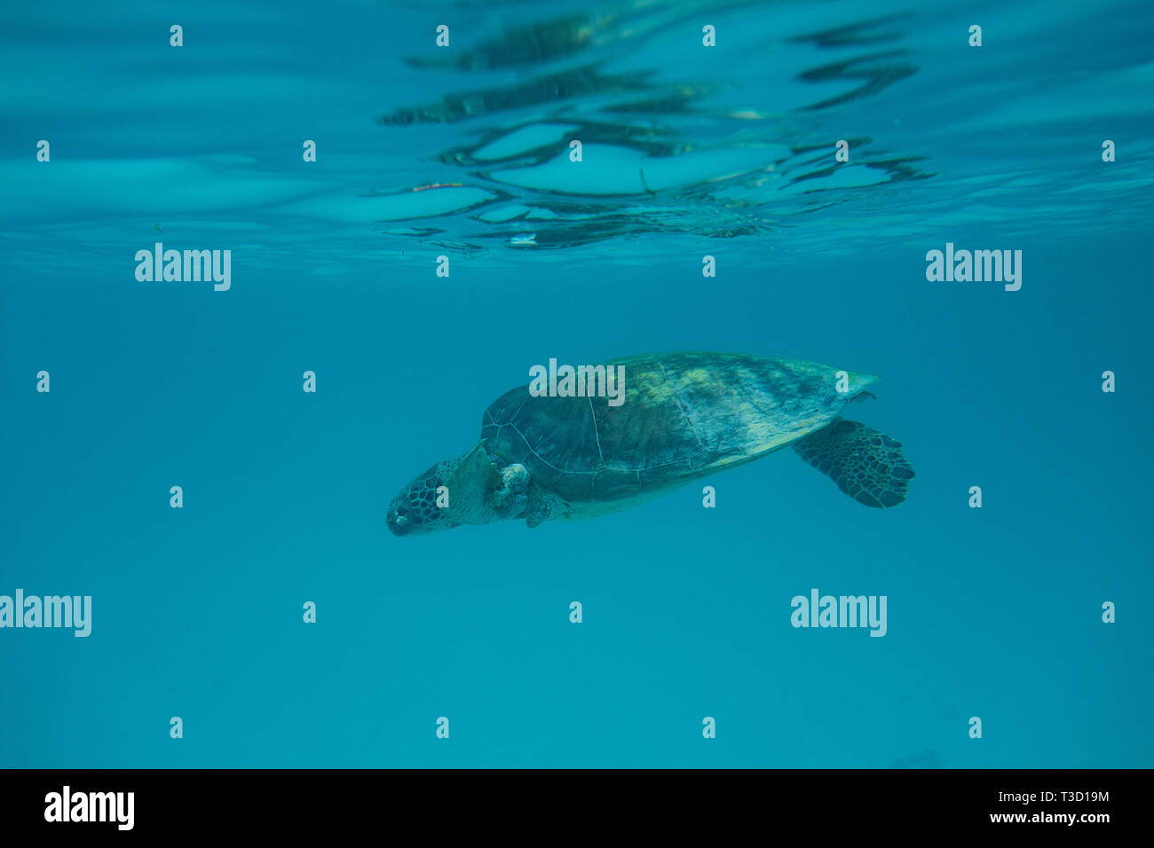 Akumal beach turtles in Riviera Maya of Mayan Mexico Stock Photo - Alamy