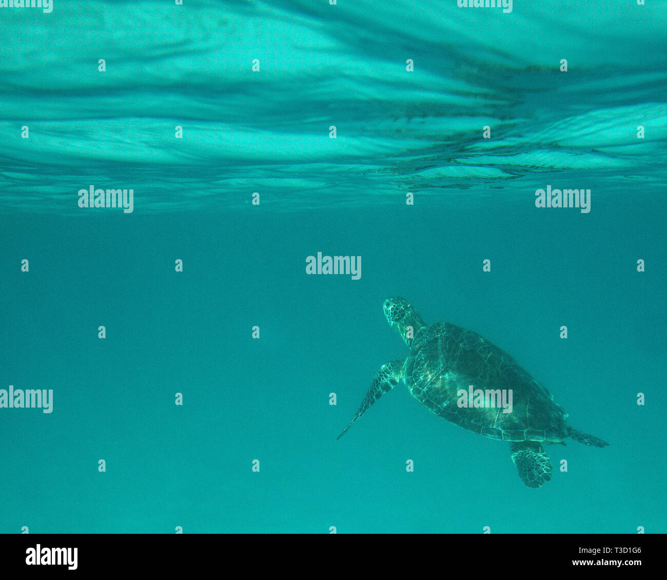 Swimming with sea turtles mexico hi-res stock photography and images ...