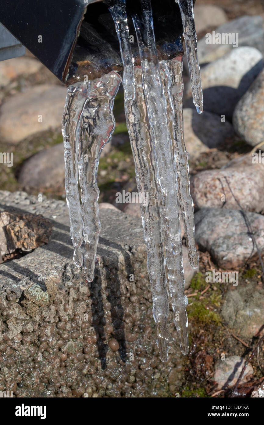 clear icicles hanging from a drainpipe Stock Photo - Alamy