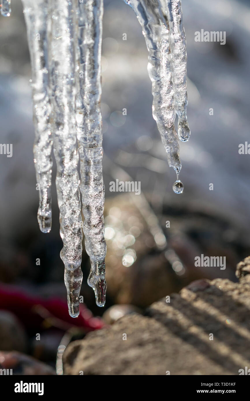 clear icicles hanging from a drainpipe Stock Photo - Alamy