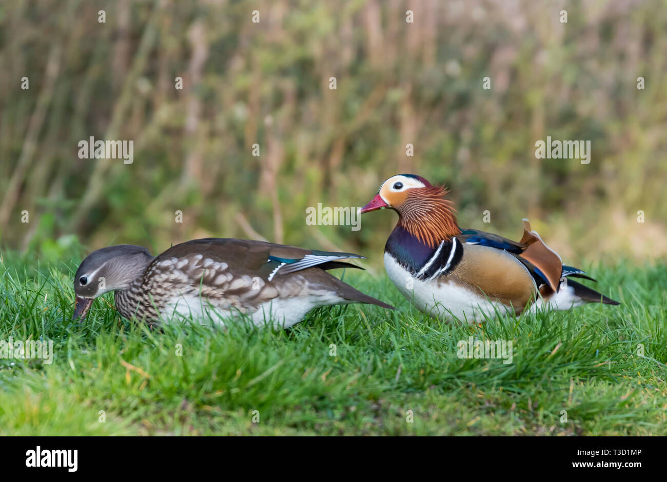 Male female mandarin duck on hi-res stock photography and images - Alamy
