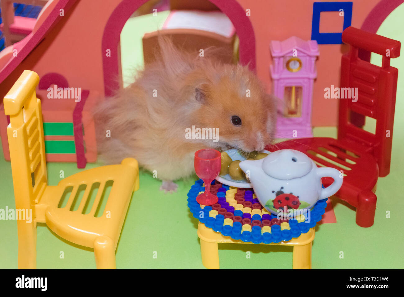 Cute fluffy light brown hamster eats peas at the table in his house ...
