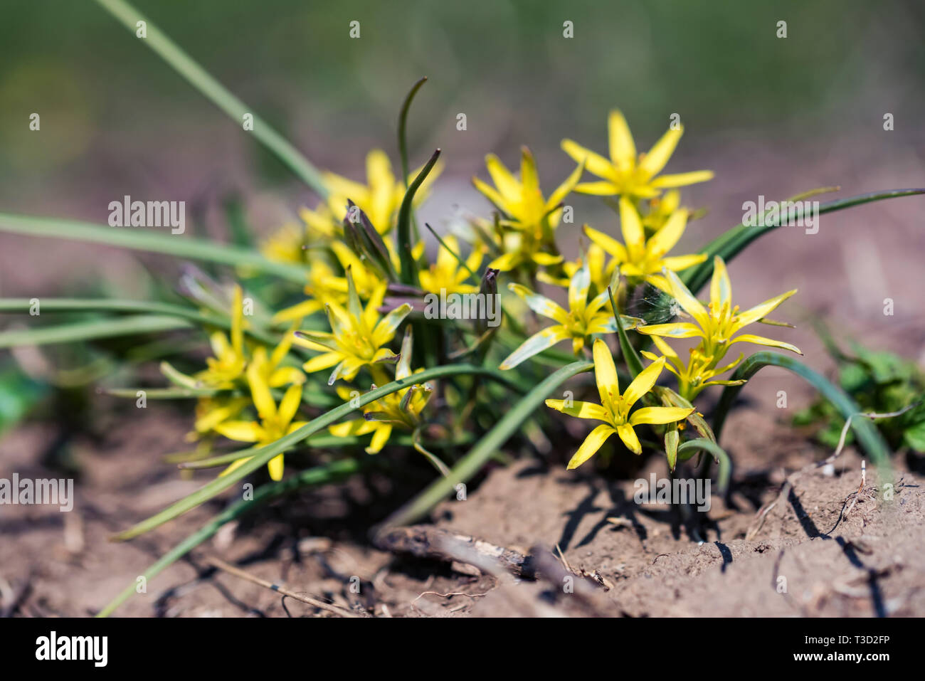 Gagea flowers hi-res stock photography and images - Alamy