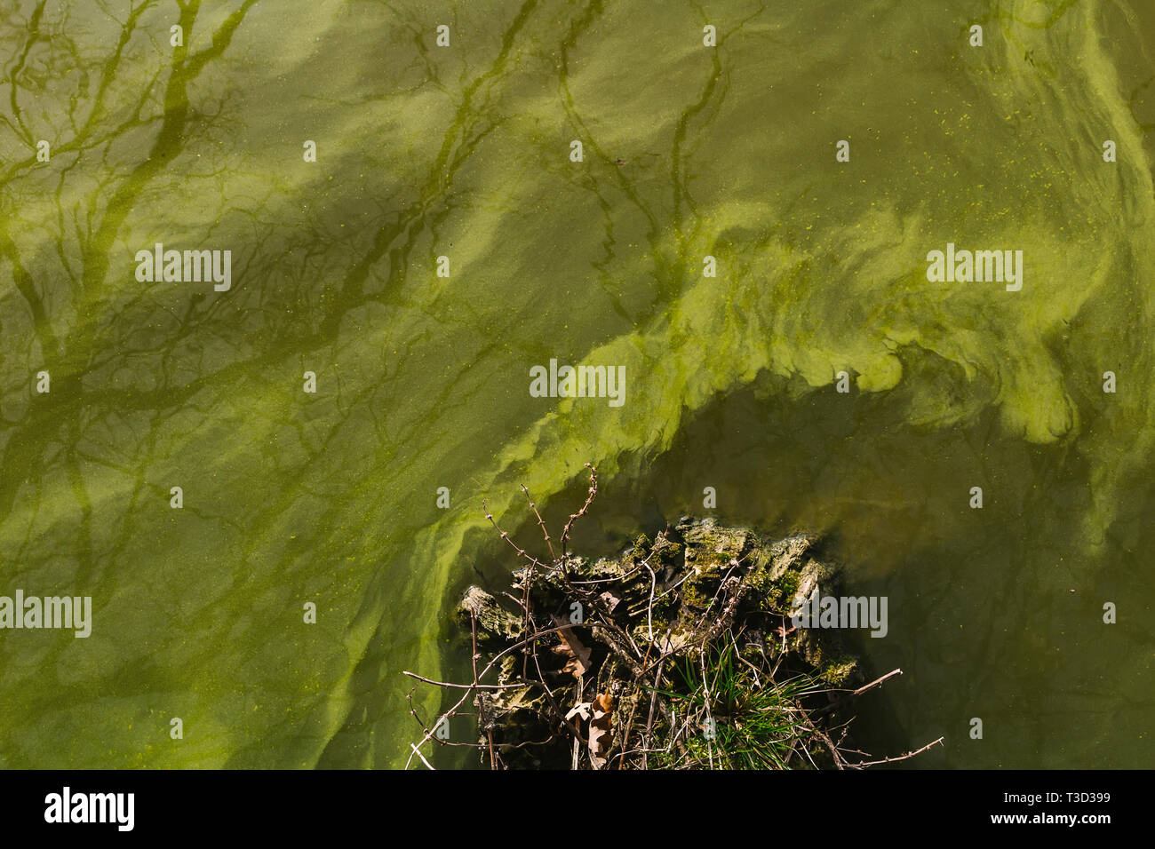 Nice wave of green algae in pond with tree root Stock Photo - Alamy