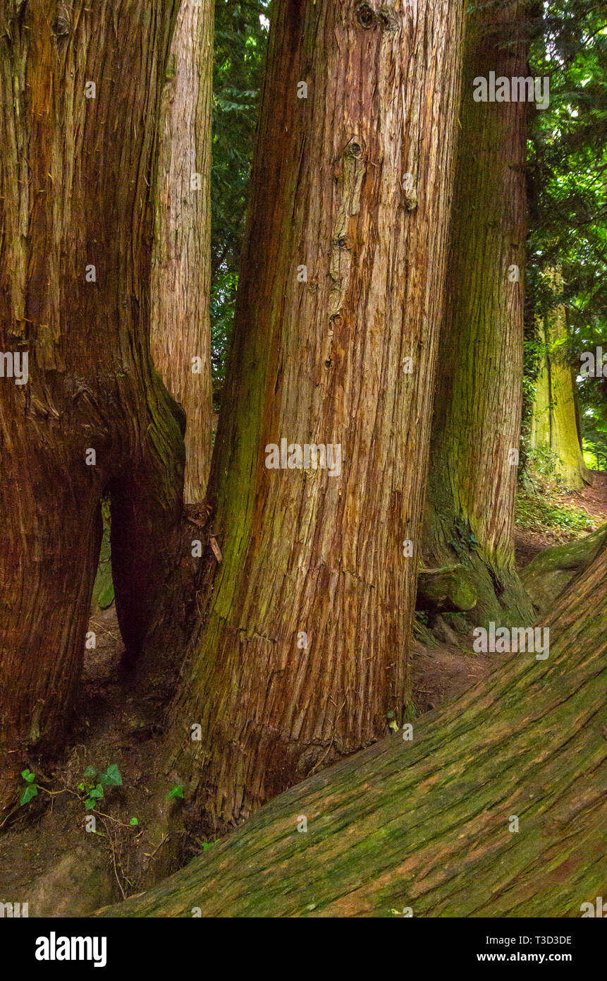 Fluted Trunk High Resolution Stock Photography and Images - Alamy