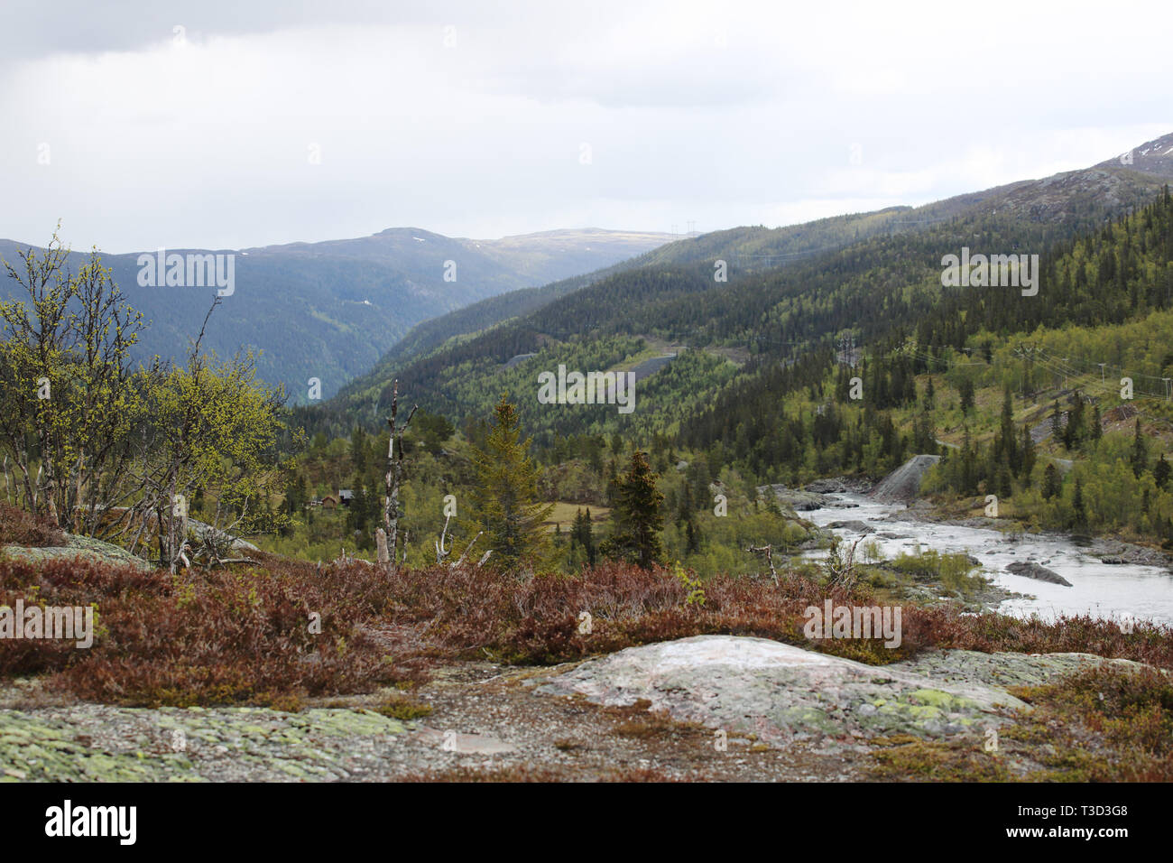 Spring tundra landscape in Hardangervidda national park, Norway Stock ...