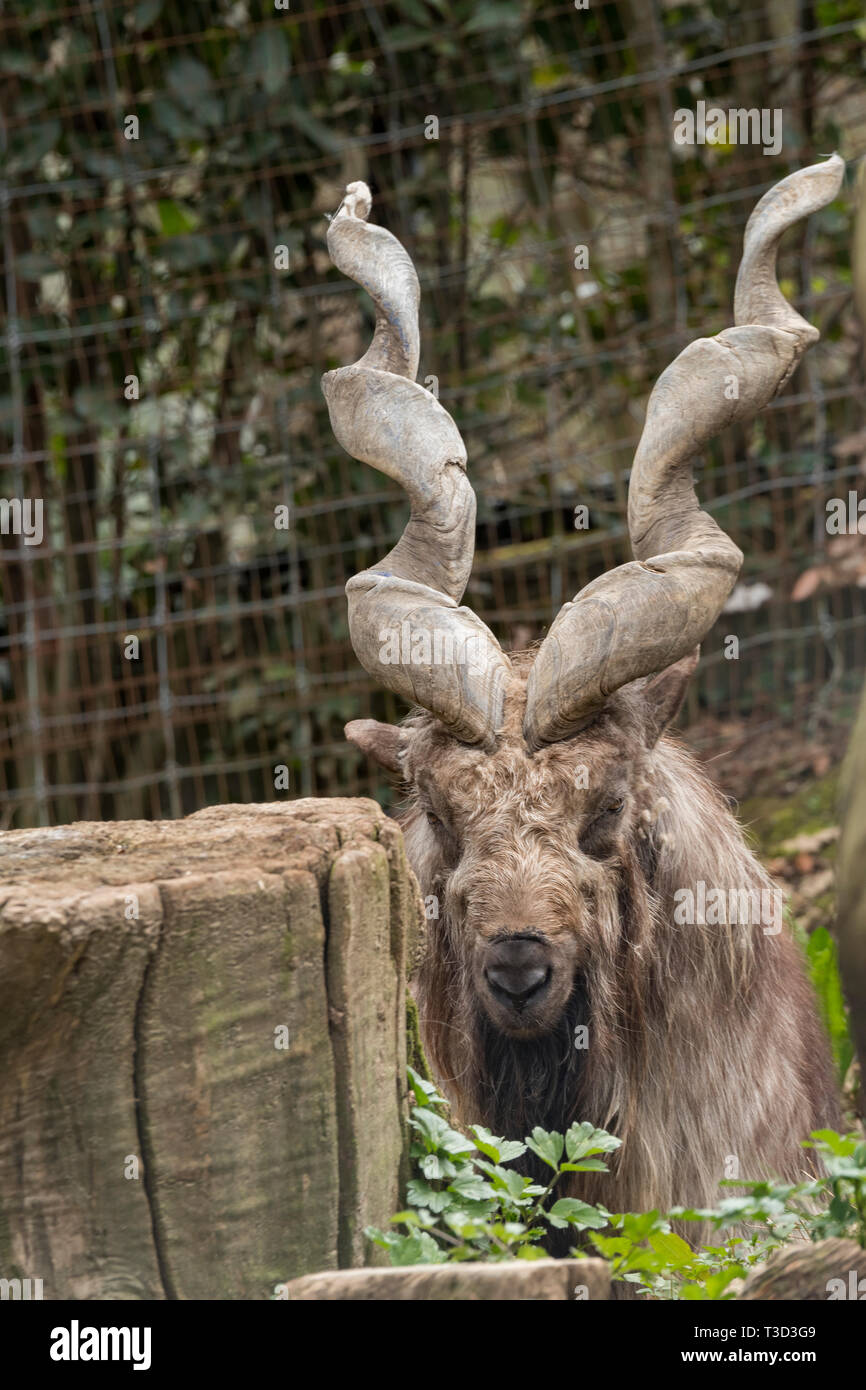 Markor hi-res stock photography and images - Alamy