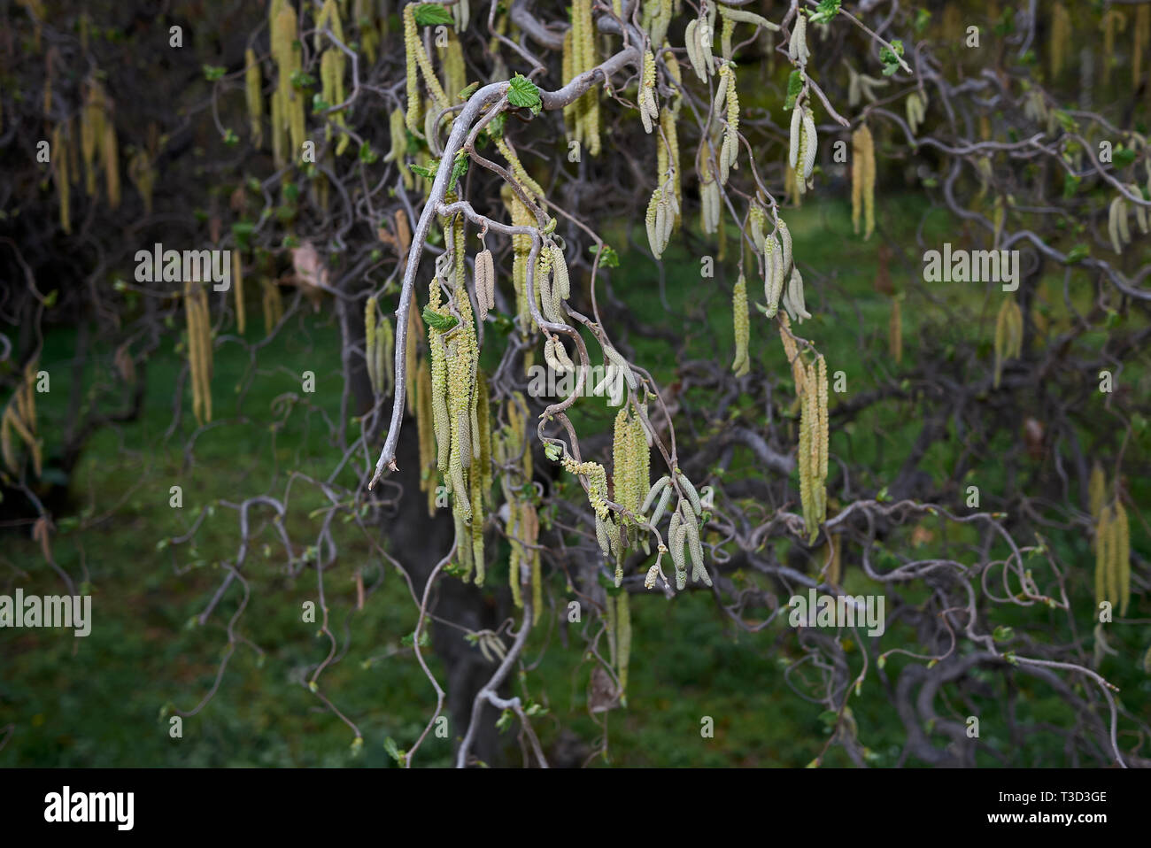 Corylus avellana contorta in bloom Stock Photo - Alamy