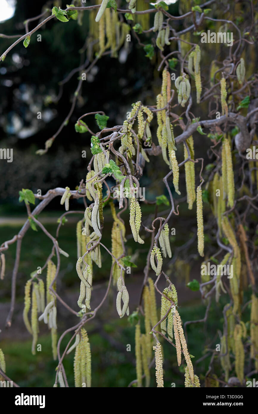 Corylus avellana contorta in bloom Stock Photo - Alamy