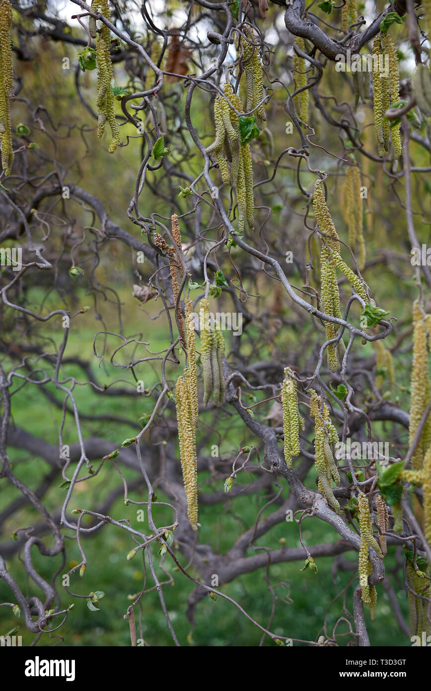 Corylus avellana contorta in bloom Stock Photo - Alamy