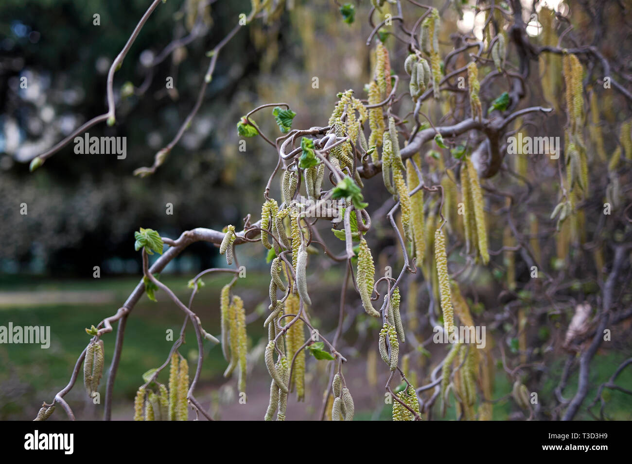 Corylus avellana contorta hi-res stock photography and images - Alamy
