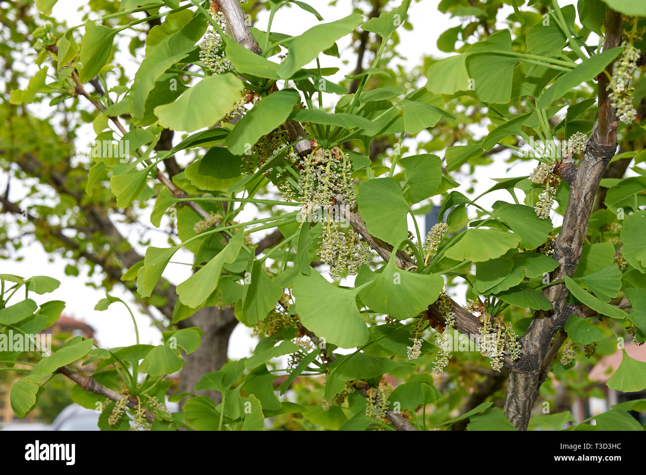 Ginkgo biloba in bloom Stock Photo - Alamy