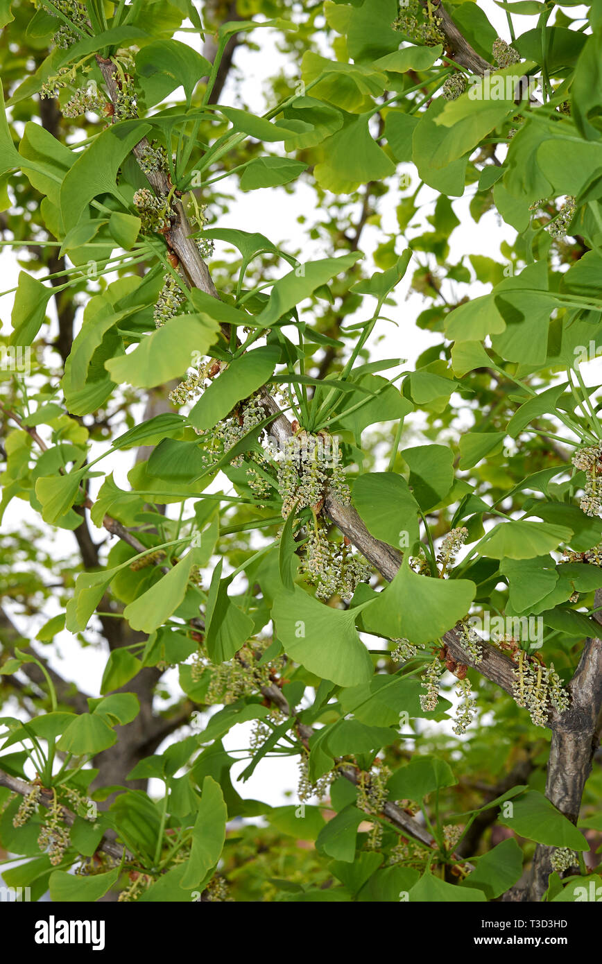 Ginkgo biloba flowers hi-res stock photography and images - Alamy