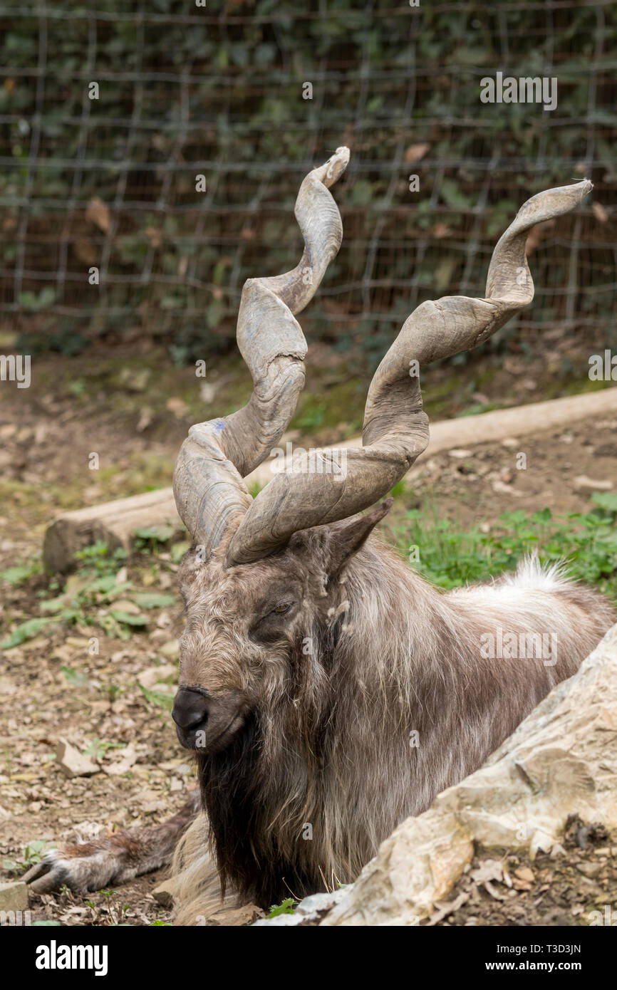 Markor hi-res stock photography and images - Alamy