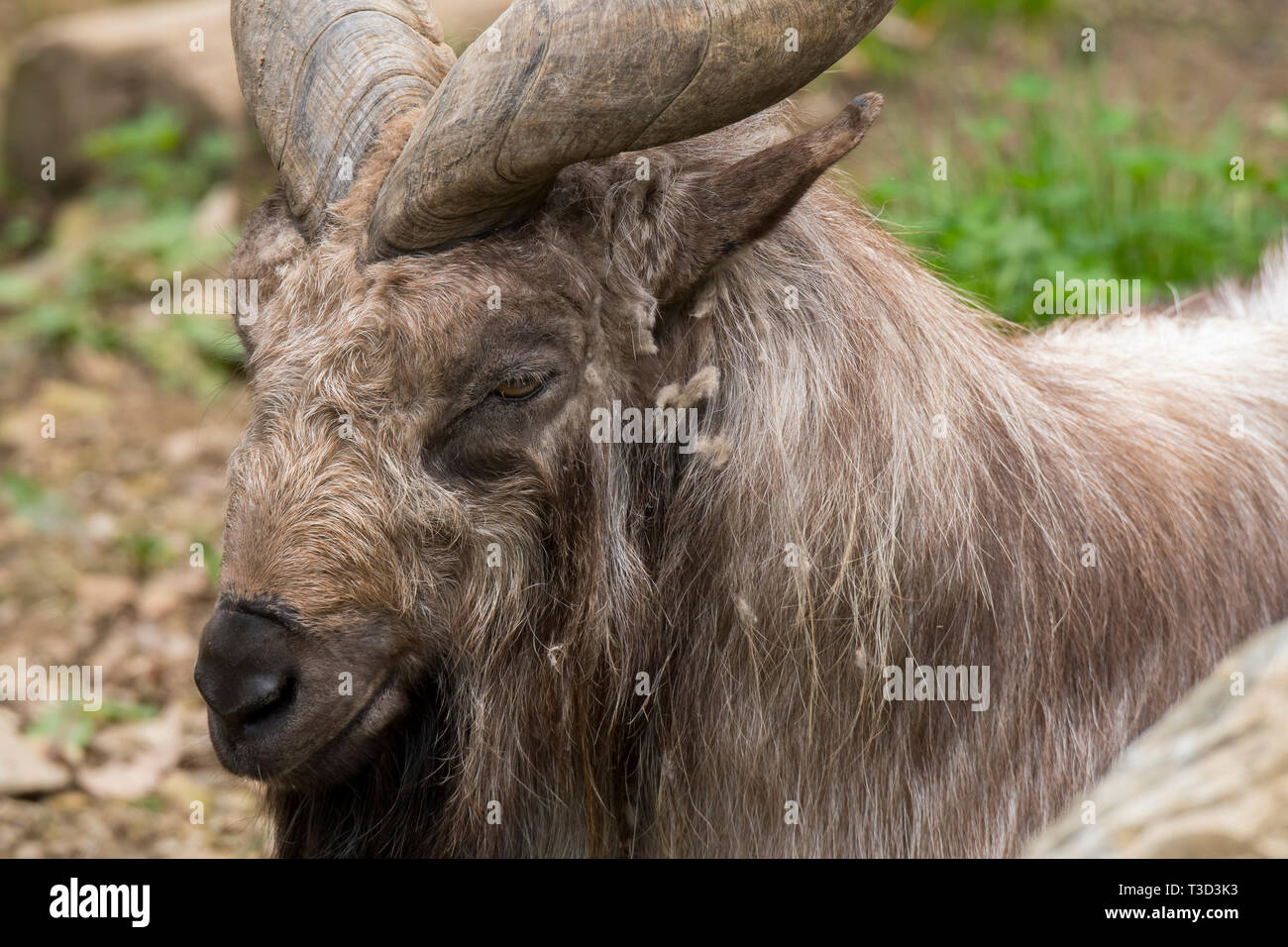 Markor hi-res stock photography and images - Alamy