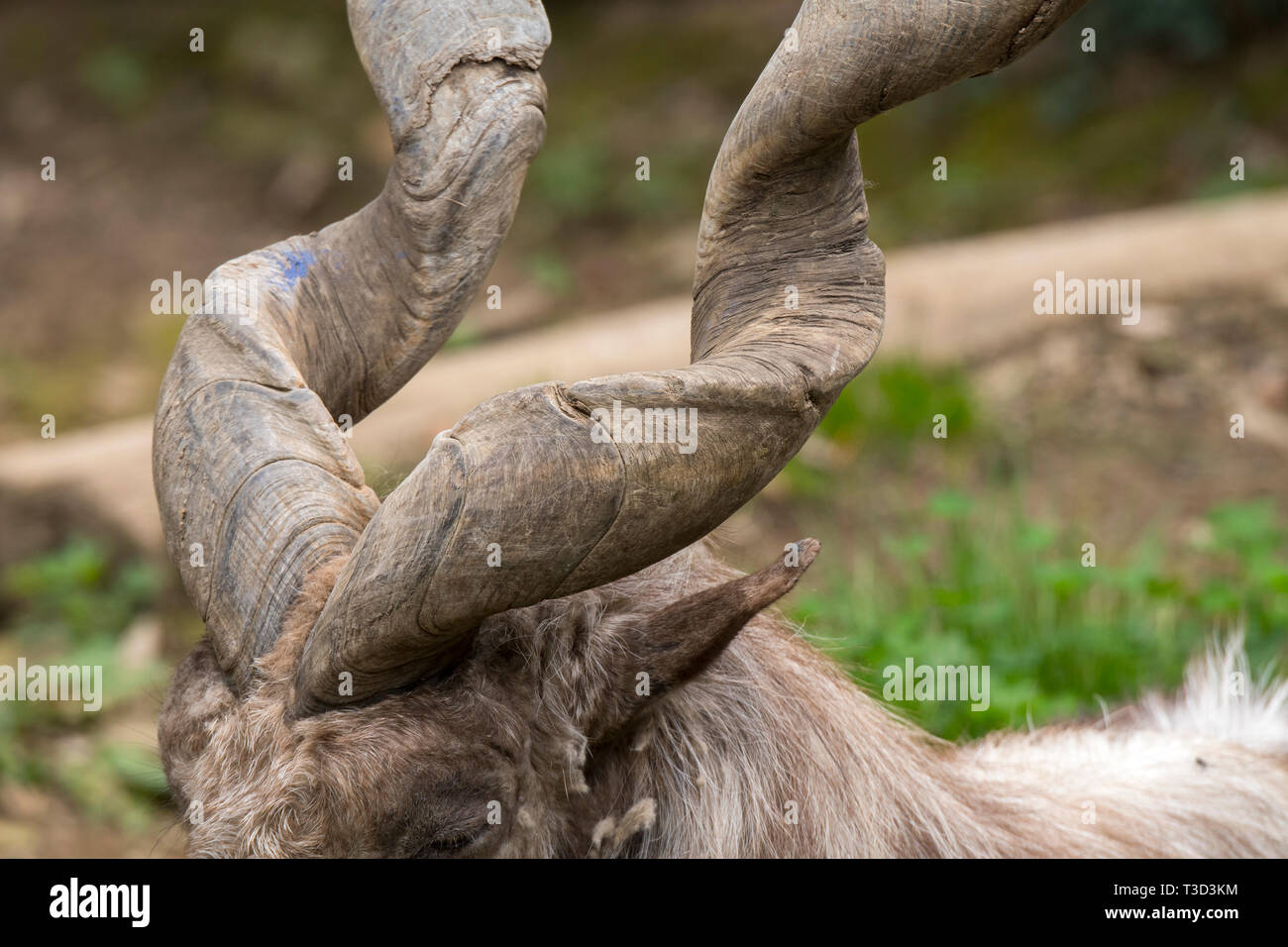 Markor hi-res stock photography and images - Alamy