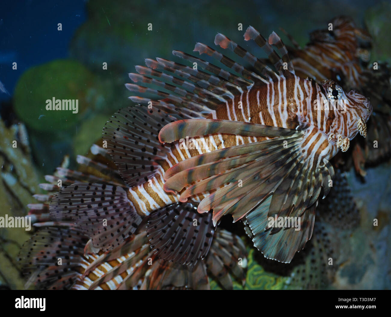 Goregous hi-res stock photography and images - Alamy