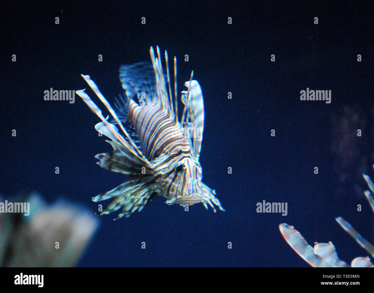 White stripes lionfish hi-res stock photography and images - Alamy