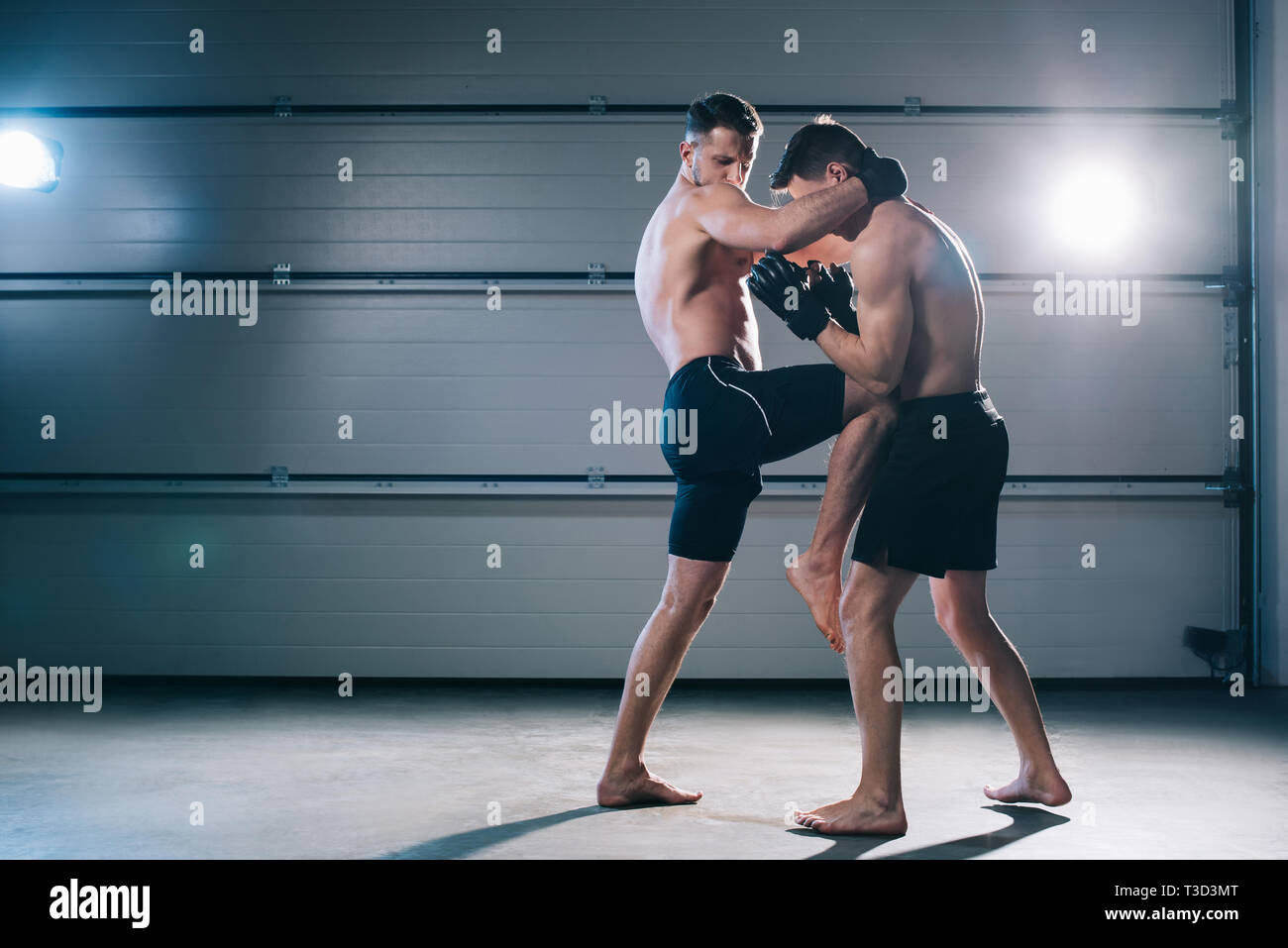 side view of muscular mma fighter kicking sportive opponent in stomach ...