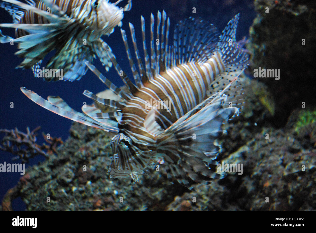Banded lionfish hi-res stock photography and images - Alamy