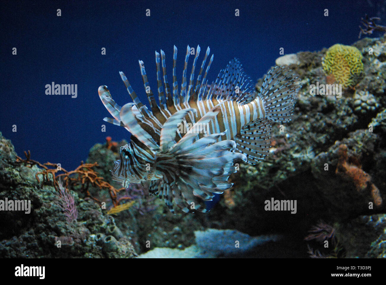 Gorgeous Lionfish With Brown and White Stripes Swimming Around Stock ...